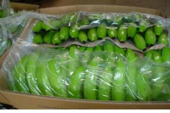 Export bananas from Latin America encounter low retail prices in Europe ...