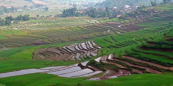 The national rice industry chain big data platform is launched in China ...