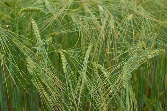 A new Polish record in winter barley yields - Selina Wamucii | Food ...