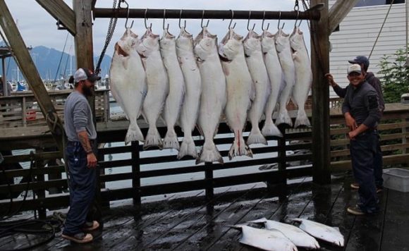 Why is the Price of Halibut Fish Rising? - Selina Wamucii | Food ...