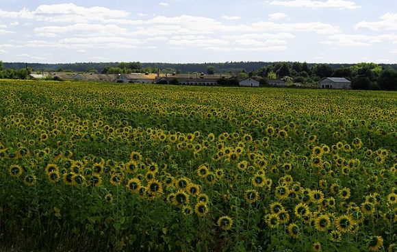 Impact of war on agriculture: Ukraine clears 300,000 acres off ...