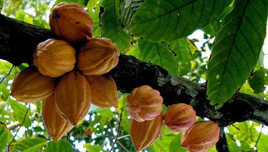 Ivory Coast’s cocoa bean season warms up to fair weather - Selina ...