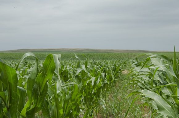 Across the states on National Agriculture Day, USA - Selina Wamucii ...