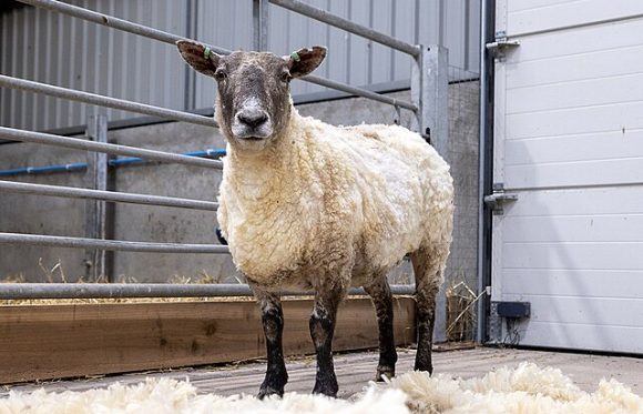 “World’s loneliest sheep” becomes mental health ambassador: the larger ...