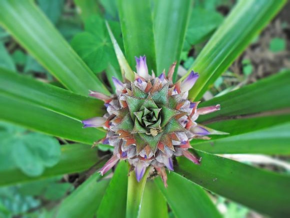 China’s ‘hometown of pineapples’ comes alive with first harvest for ...