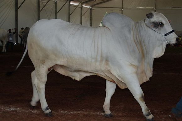 Viatina-19 fetches $4 million in Brazil cattle auction - Selina Wamucii ...