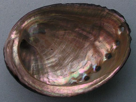 California’s red abalone harvest still under ban, black abalone provides state shell - Selina ...