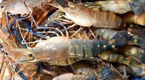 Lamb for prawns: monumental India-UK trade deal dawns - Selina Wamucii ...