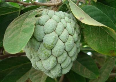 Tanzania Custard Apples | Exporter & Supplier - Good Prices