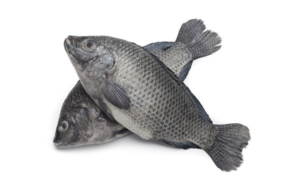 Tanzania Fish | Exporter & Supplier - Good Prices