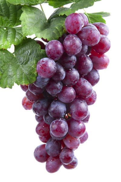 Uganda Grapes | Exporter & Supplier - Good Prices