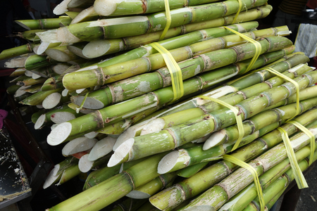 Uganda Sugarcane | Exporter & Supplier - Good Prices