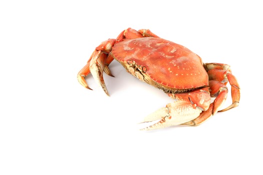 Madagascar Crabs | Exporter & Supplier - Good Prices
