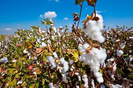 Kenya Cotton | Exporter & Supplier - Good Prices
