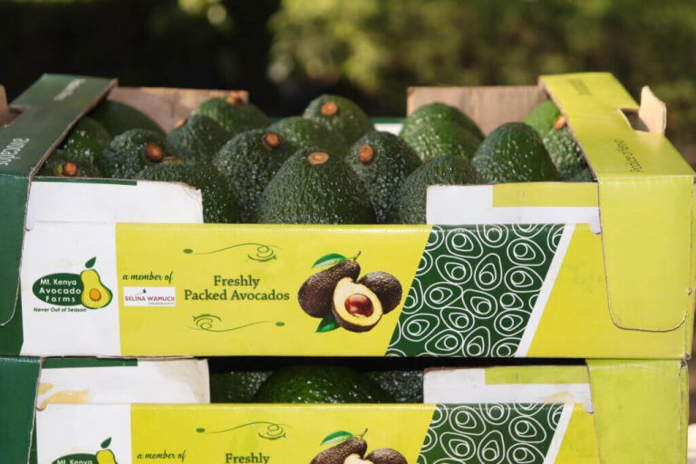 Kenya Avocado | Exporter & Supplier - Good Prices
